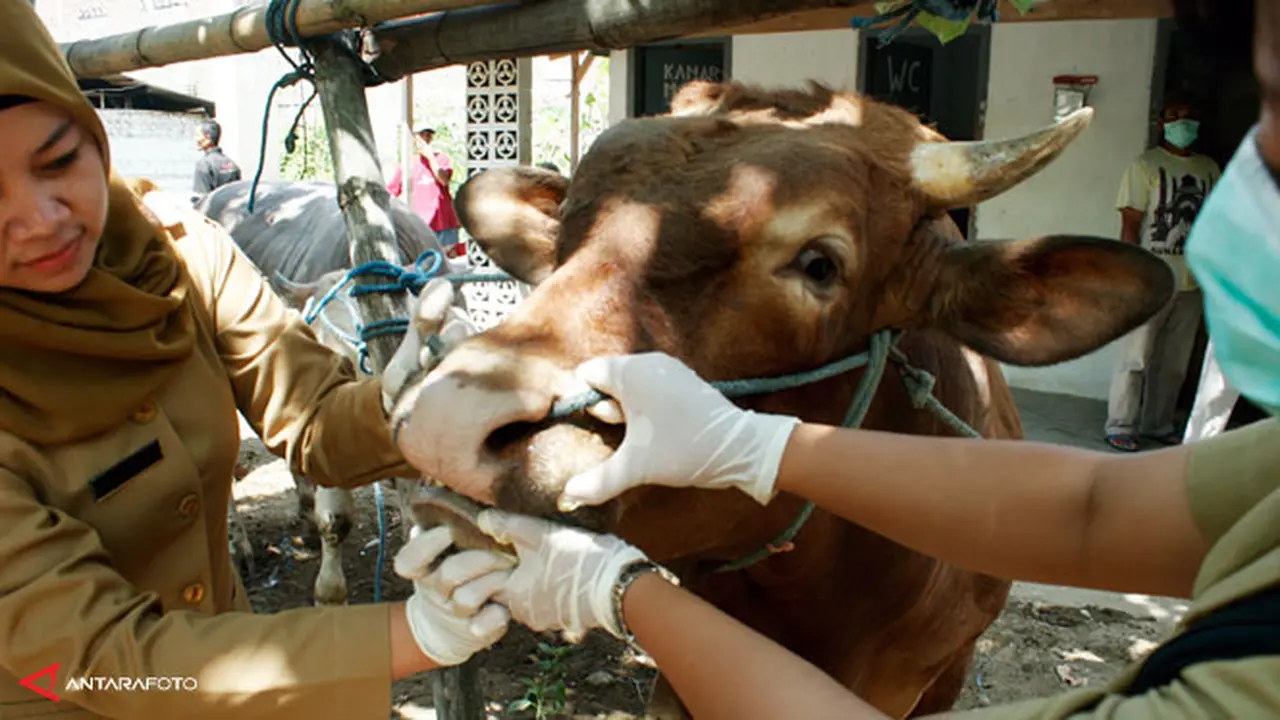 Inilah Penyebab Daging Sapi Berbau Tak Sedap - Health Liputan6.com