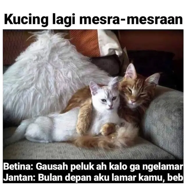 7 Meme Kucing Romantis Minta Dinikahi Ini Bikin Senyum Sendiri - Hot ...