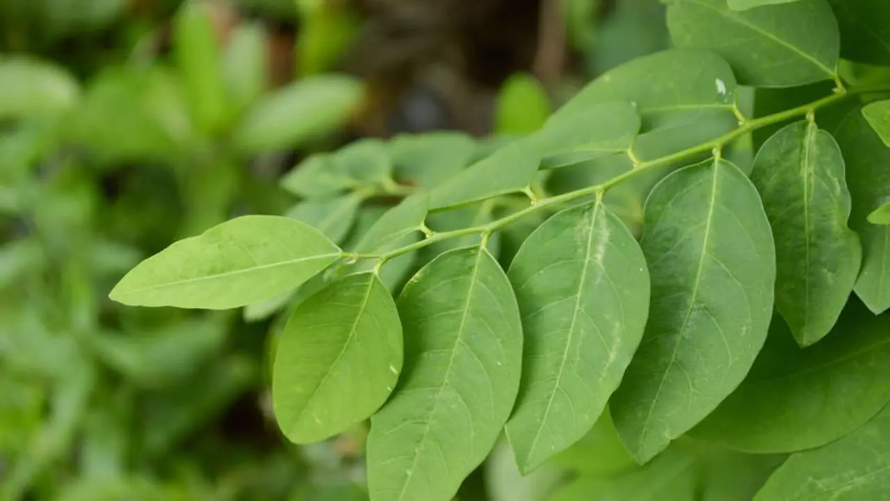 20 Manfaat Daun Katuk untuk Kesehatan, Ketahui Efek Sampingnya - Ragam ...