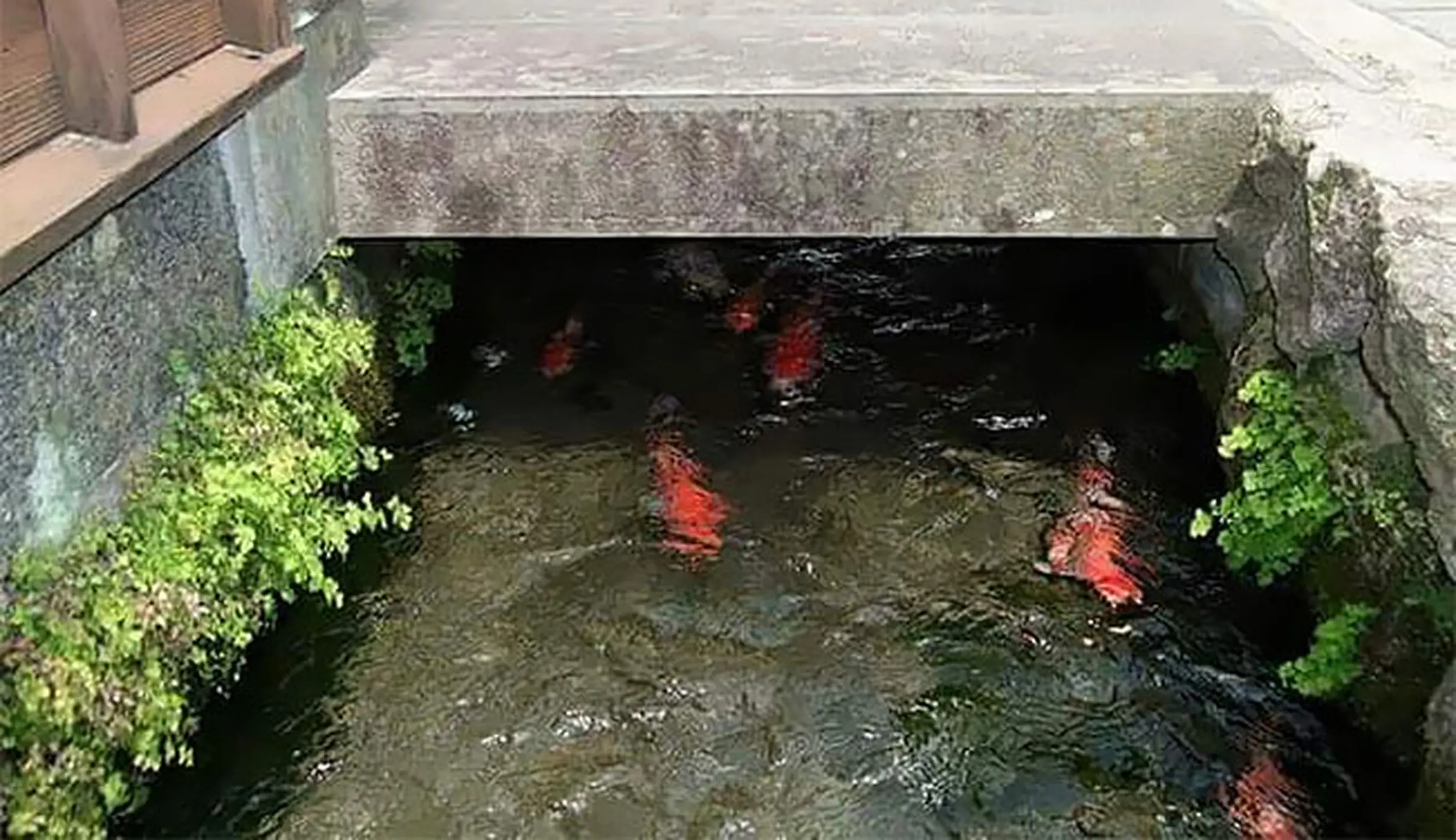 Selokan di Jepang Dijadikan Kolam Ikan - Kreatif Ramah Lingkungan ...