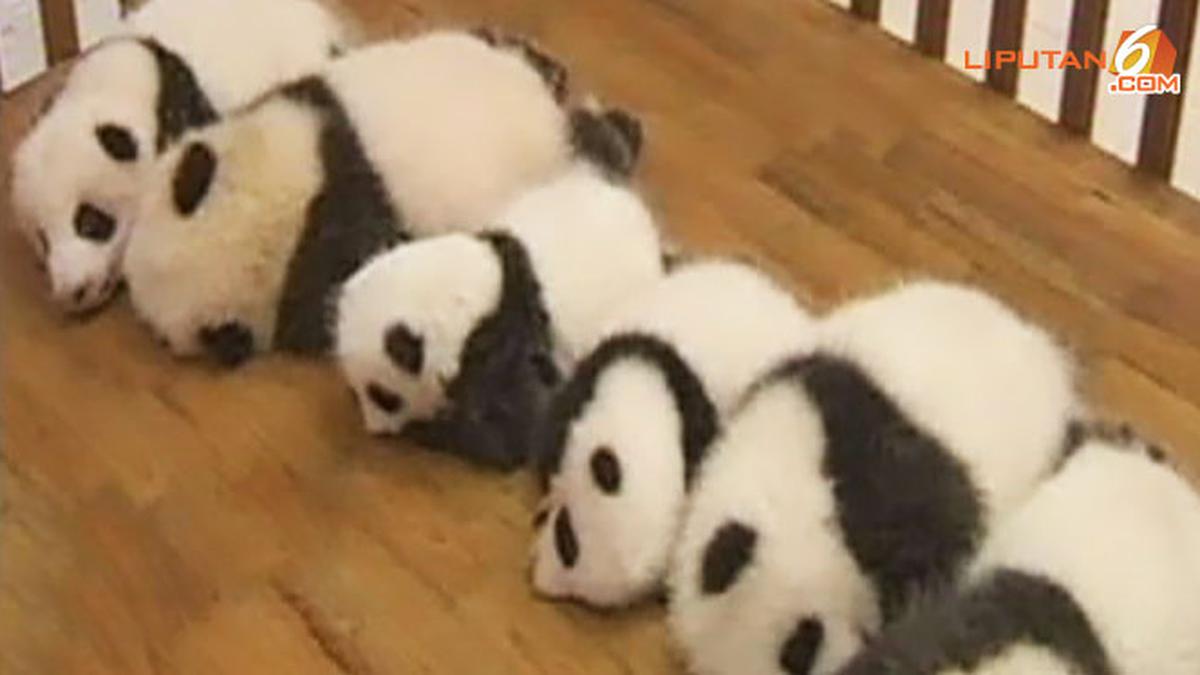 [VIDEO] Lihat! 14 Bayi Panda Nan Menggemaskan - Global Liputan6.com