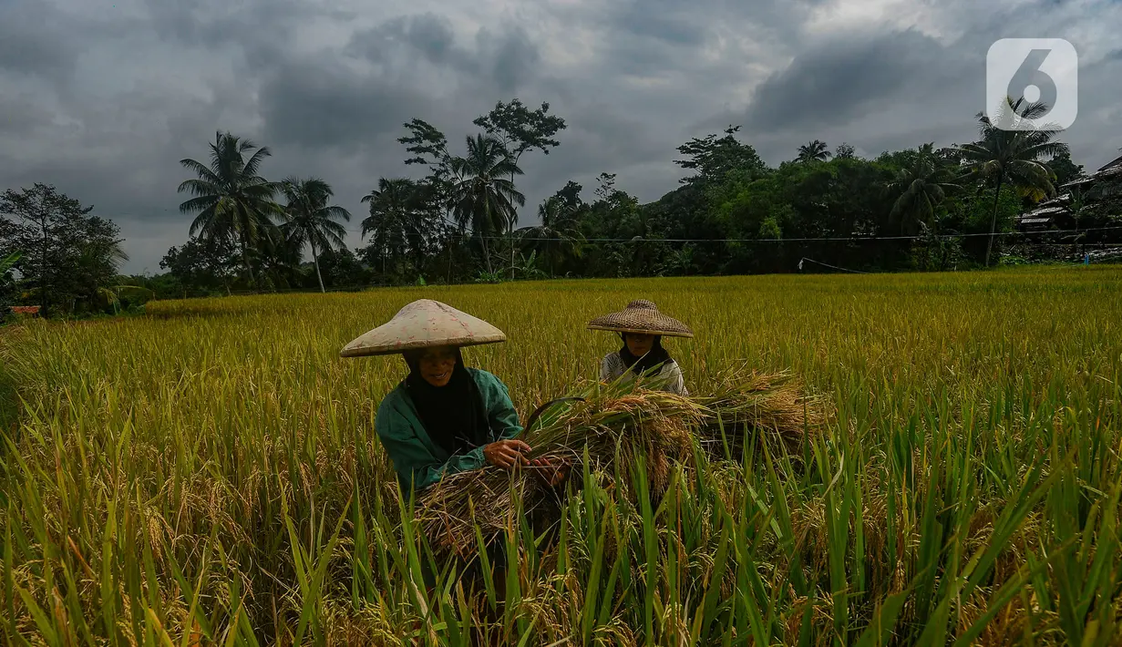 Harga Gabah Kering Panen di Bogor Alami Kenaikan - Foto Liputan6.com