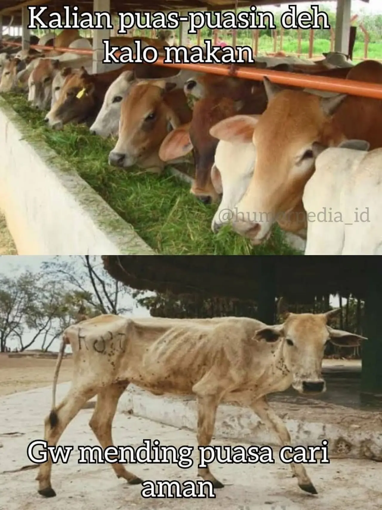 12 Meme Kurban Idul Adha Lucu, Menyamar Untuk Menghindari Nasib - Hot ...