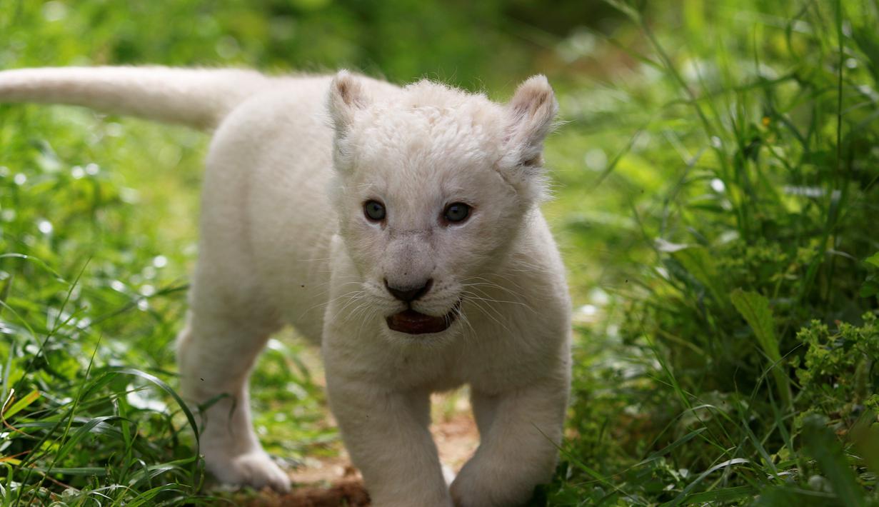 FOTO: Lucunya Simba, Bayi Singa Putih Langka yang Lahir di Siprus ...
