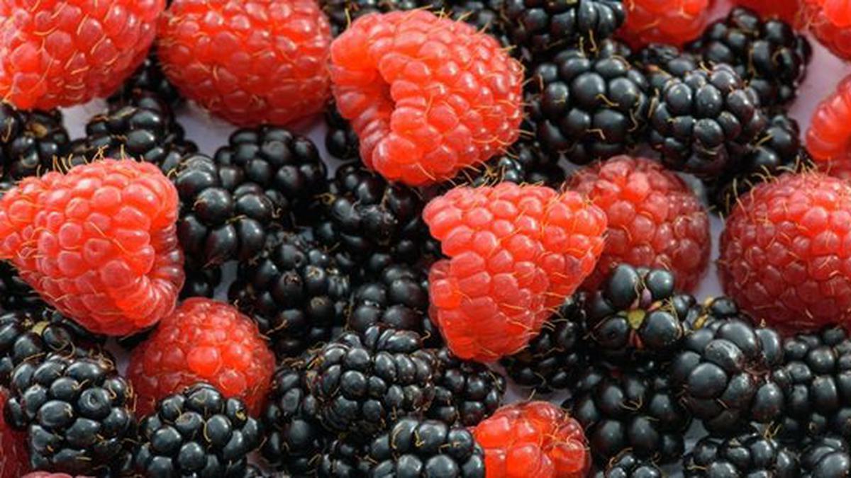 5 Jenis Makanan Terbaik untuk Jaga Paru-Paru Bersih dan Sehat