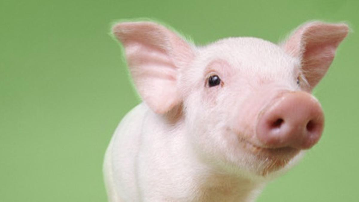 Ilmuwan 'Ciptakan' Babi Hidup Yang Bisa Menyala Dalam Gelap - Lifestyle ...