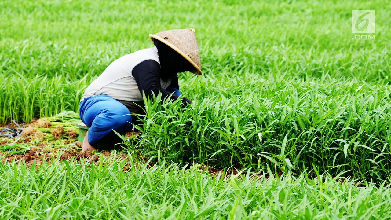 9 Cara Menanam Kangkung Yang Mudah Bisa Dengan Sistem Interkala Dan Hidroponik Hot
