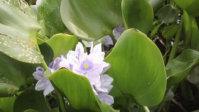 10 Manfaat Eceng Gondok Bagi Kehidupan, Bisa Jadi Bahan Biogas - Hot ...