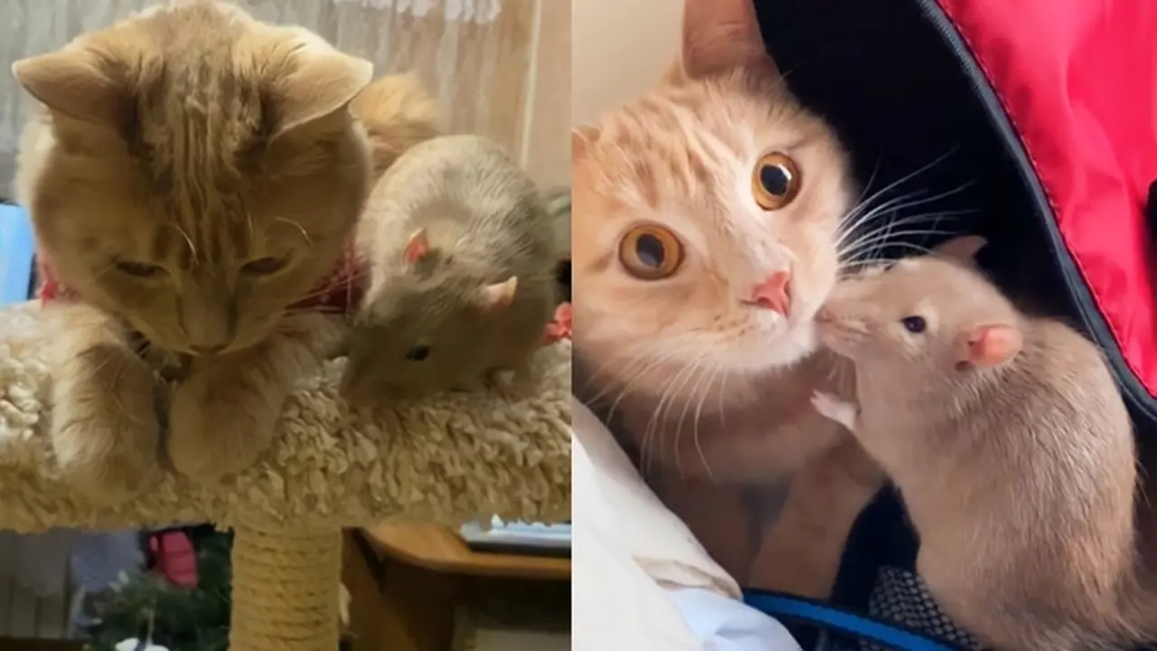 Bikin Heran, Kisah Persahabatan Kucing dan Tikus Ini Unik Banget - Hot ...
