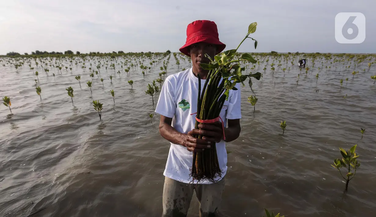 Jaga Kawasan Pesisir, Pertamina Tanam Ribuan Bibit Mangrove di Pantai ...