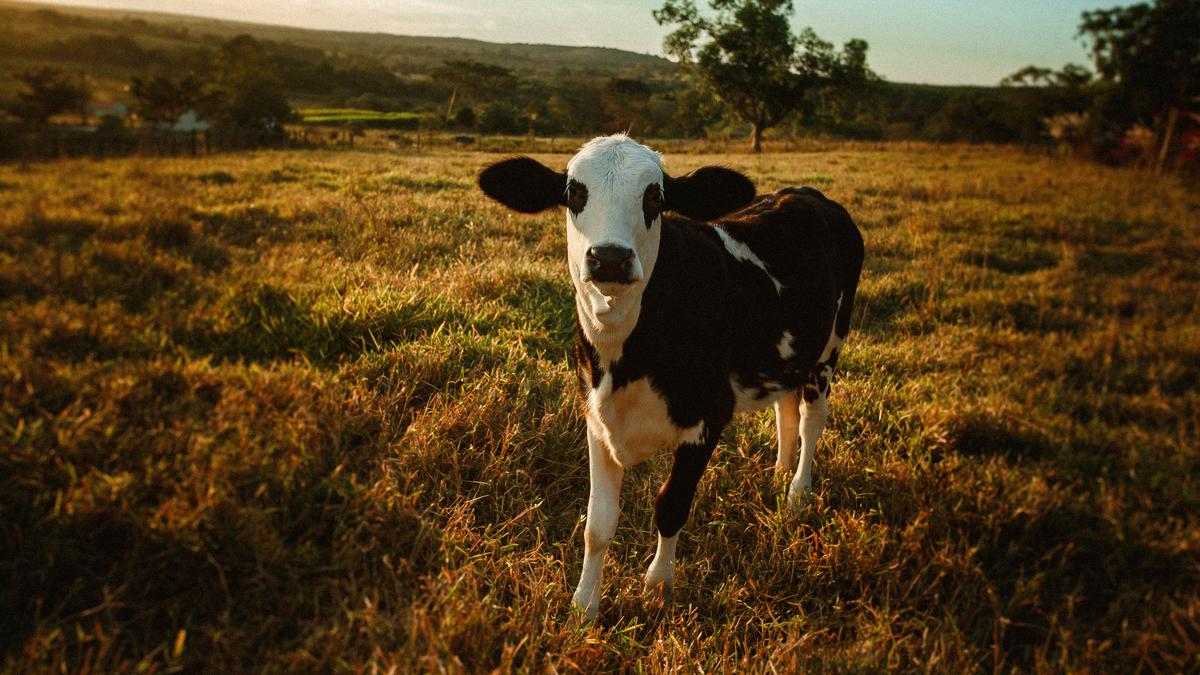 9 Arti Mimpi Dikejar Sapi yang Berhubungan dengan Kabar Baik