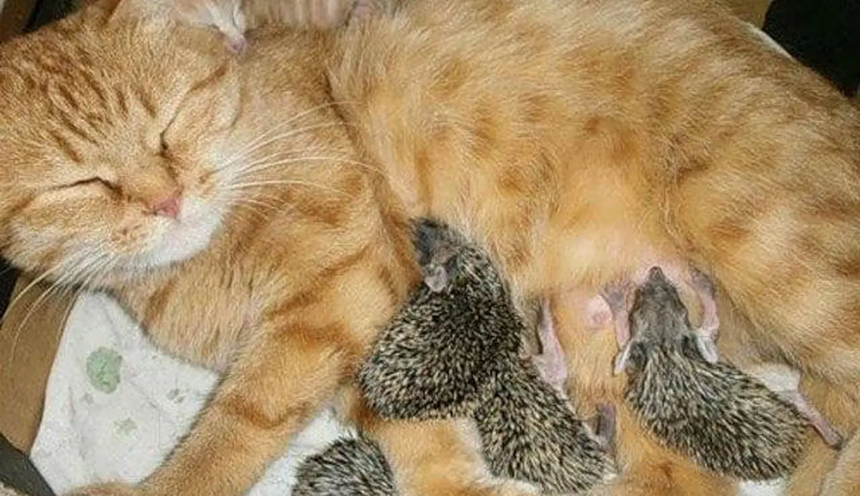 Potret Hangat Kucing Baik Hati Yang Rawat Anak Landak - Photo Fimela.com