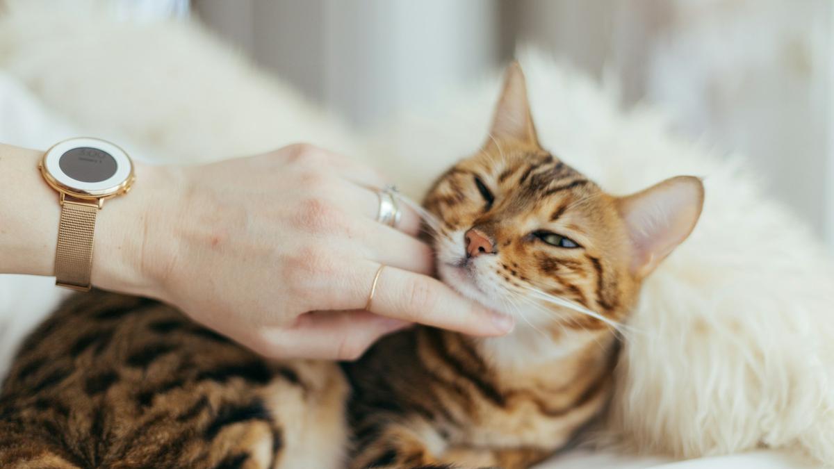 Here Are 5 Common Languages Your Cat Might Say to You