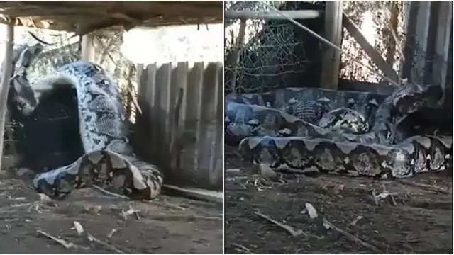 Viral Penampakan Ular Piton Raksasa di Sebuah Kandang, Diduga Usai ...