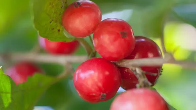 Lobi-Lobi, Buah Merah Masam Langka dengan Sejuta Manfaat - Hot Liputan6.com