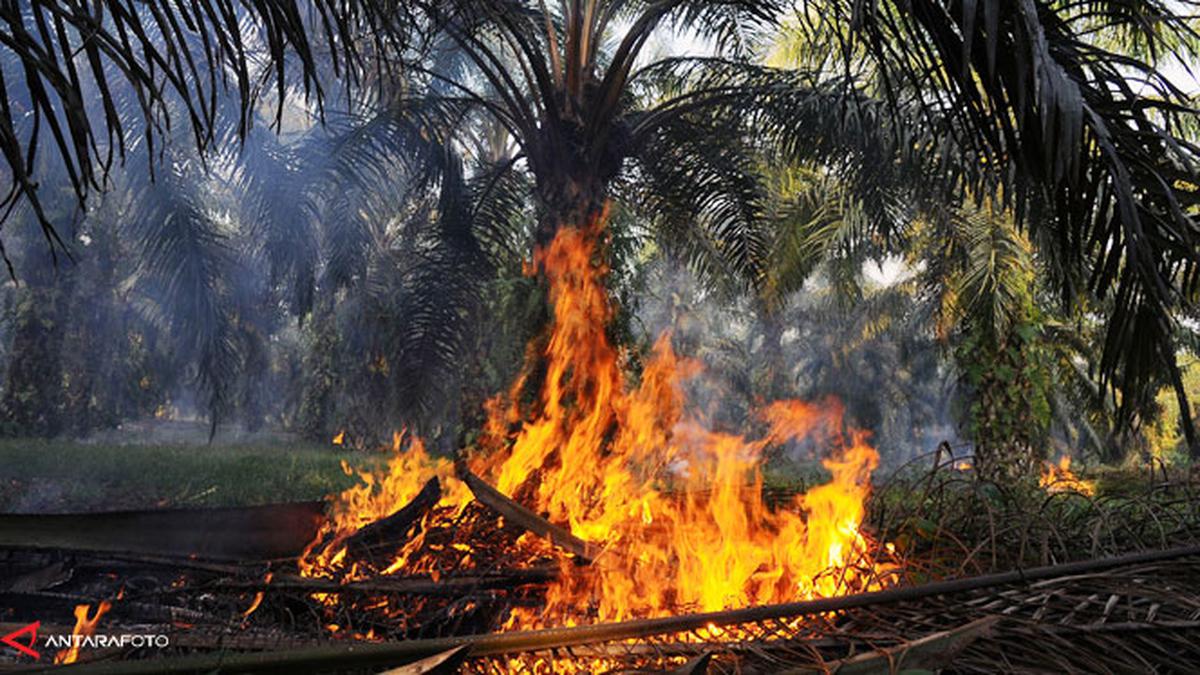 Kasus Pembakaran Hutan Riau, Polisi Tetapkan 3 WNA jadi Tersangka - News Liputan6.com