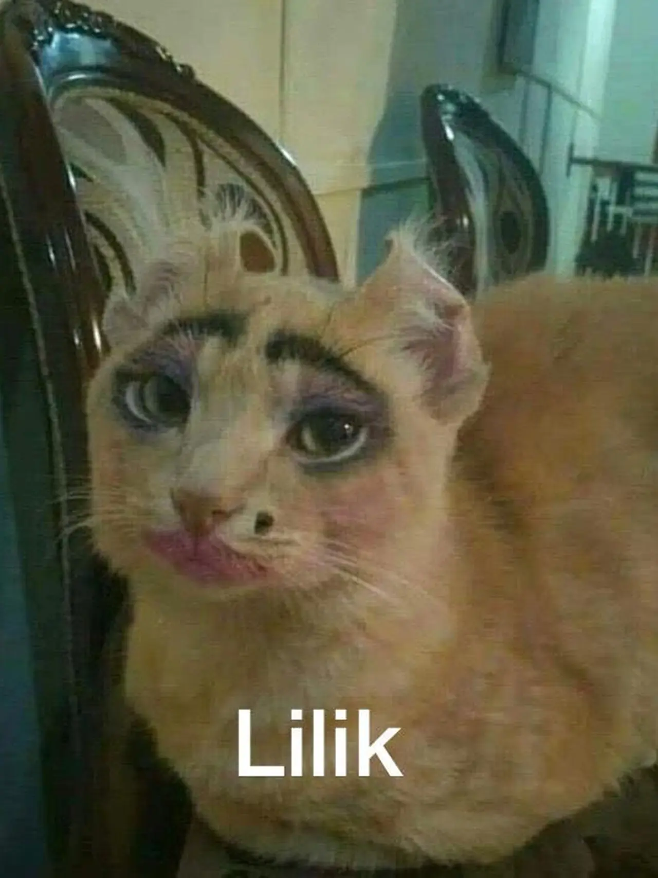 6 Potret Lucu Kucing Pakai Makeup, Wajahnya Pasrah dan Bikin Gemas ...