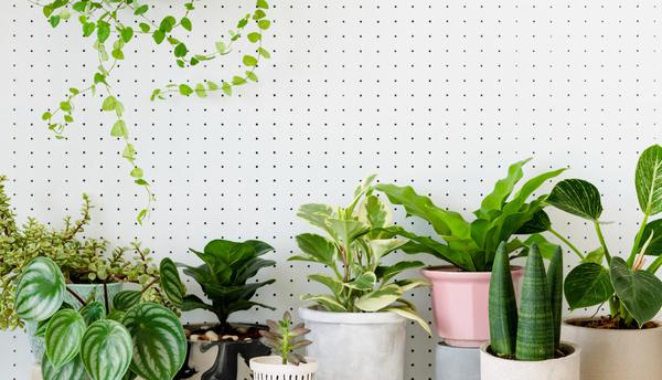 7 Selebgram Viral Sepanjang 2024, dari Kasus KDRT hingga Kisahnya Difilmkan