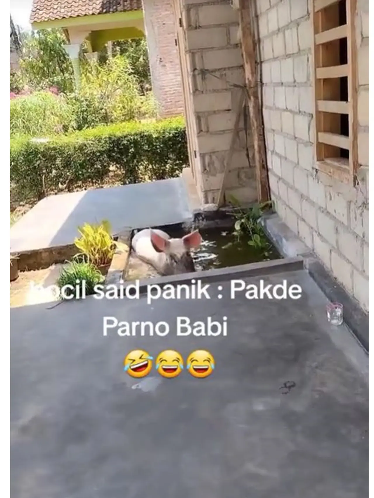 Viral Babi Main Comberan di Depan Rumah Warga, Bikin Heboh Tetangga ...