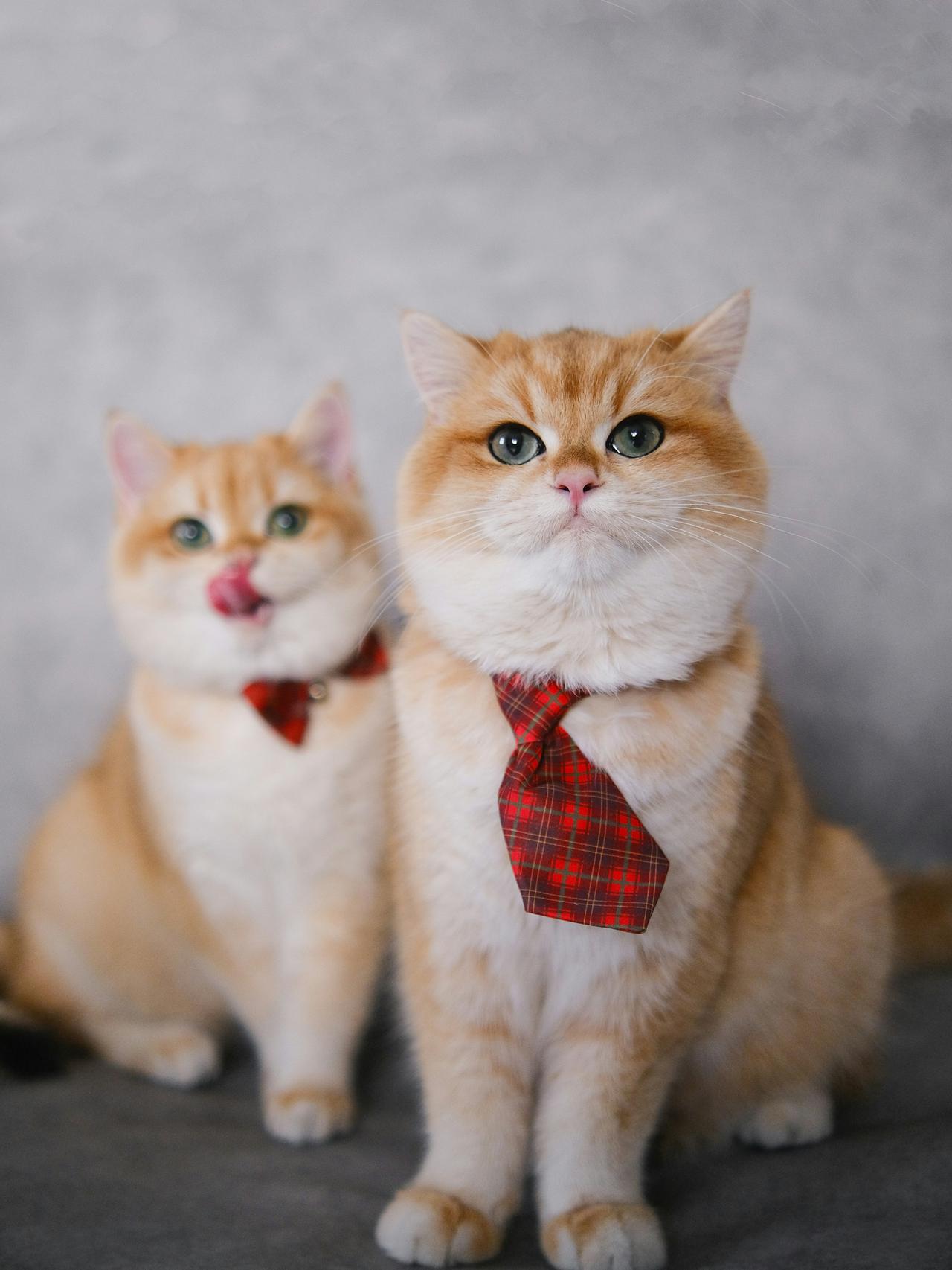 Arti Suara Meow Kucing, Cara Anabul Berkomunikasi dengan Pemilik