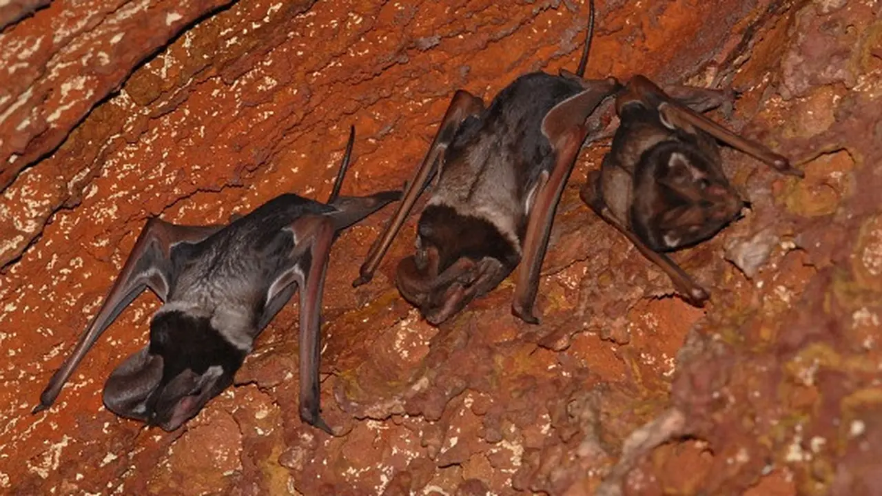 10 Kelelawar Berukuran Besar yang Menarik Diketahui, Tersebar di ...