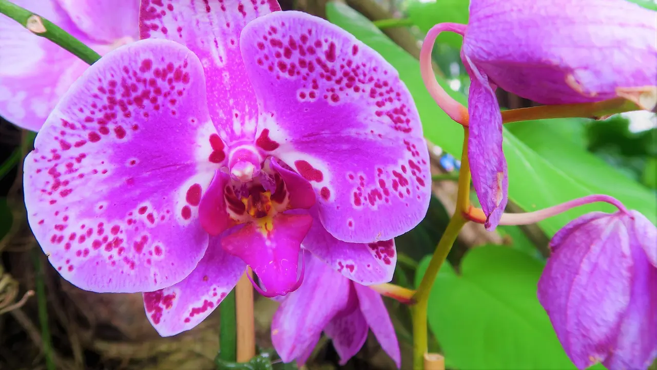 5 Ciri Khusus Bunga Anggrek Sebagai Tanaman Hias yang Eksotis - Hot ...