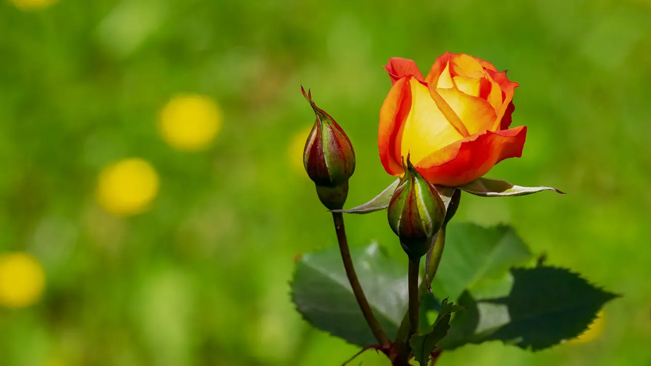 Cara Menanam Bunga Mawar dengan Batang, Mudah Dipraktikkan - Hot ...