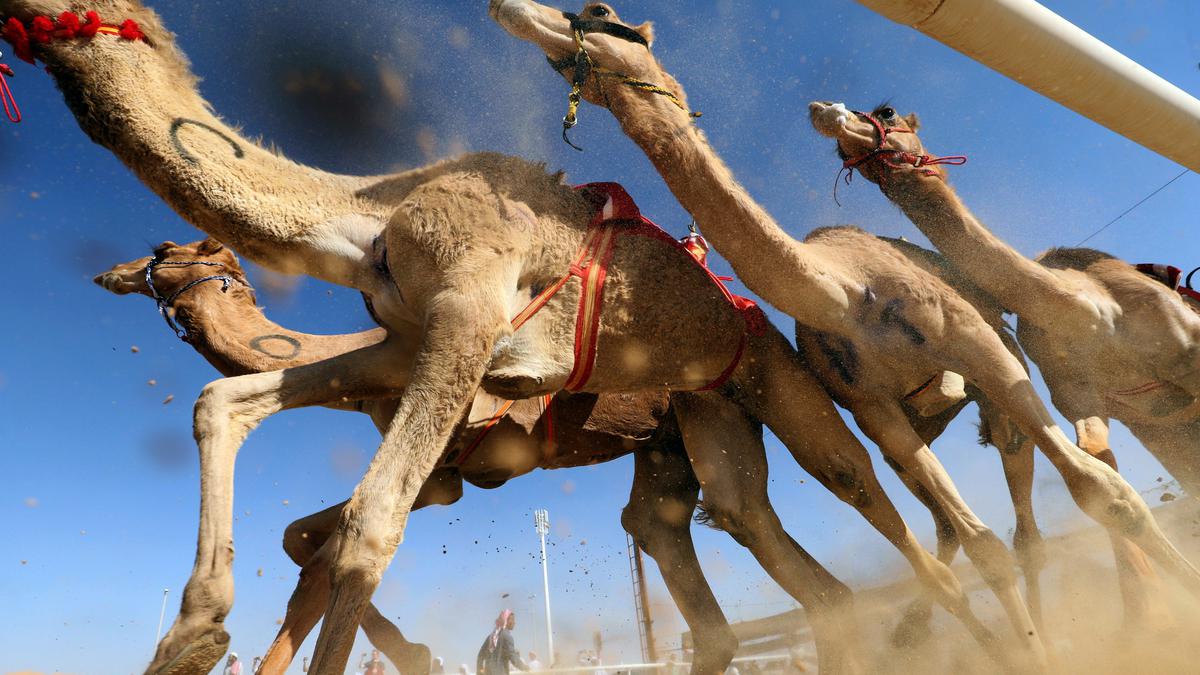 Akibat Minum Kencing Unta, Kenali 3 Fakta Penyakit MERS-CoV