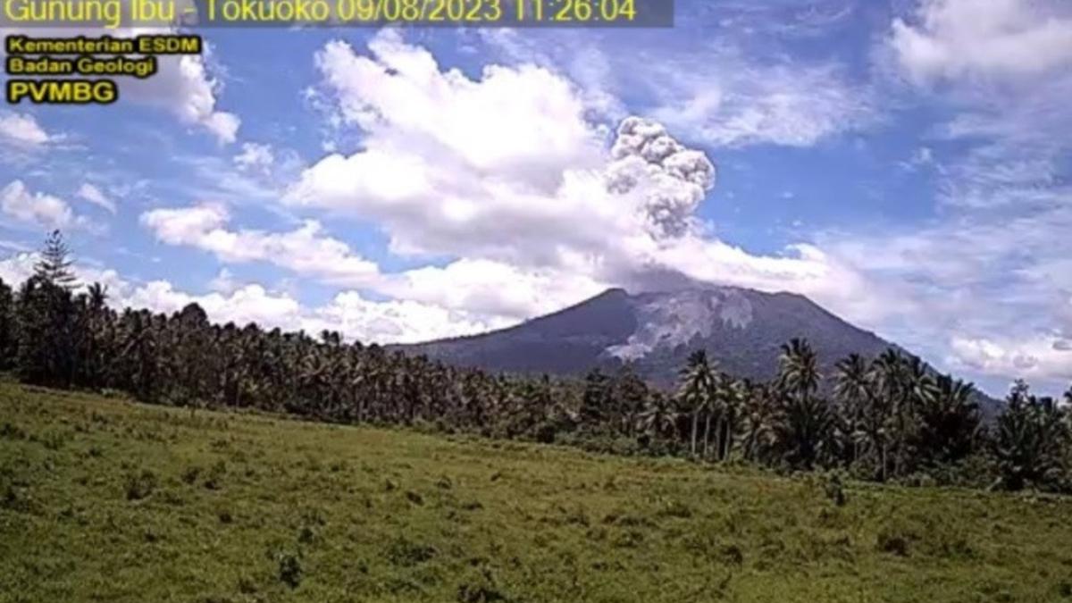 Gunung Ibu Erupsi, Tinggi Letusan Mencapai 1.000 Meter di Atas Puncak ...