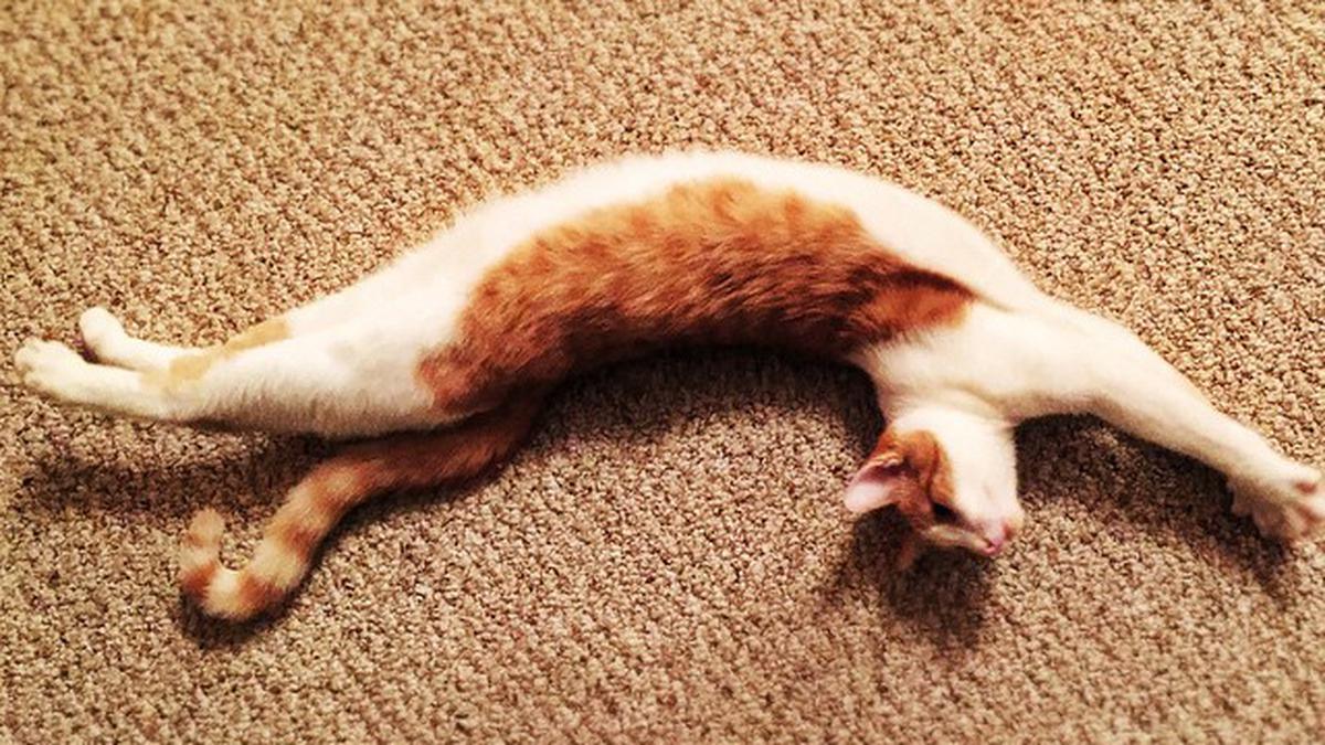 Lucunya Gerakan Stretching dari 10 Kucing Berbeda - Photo Fimela.com