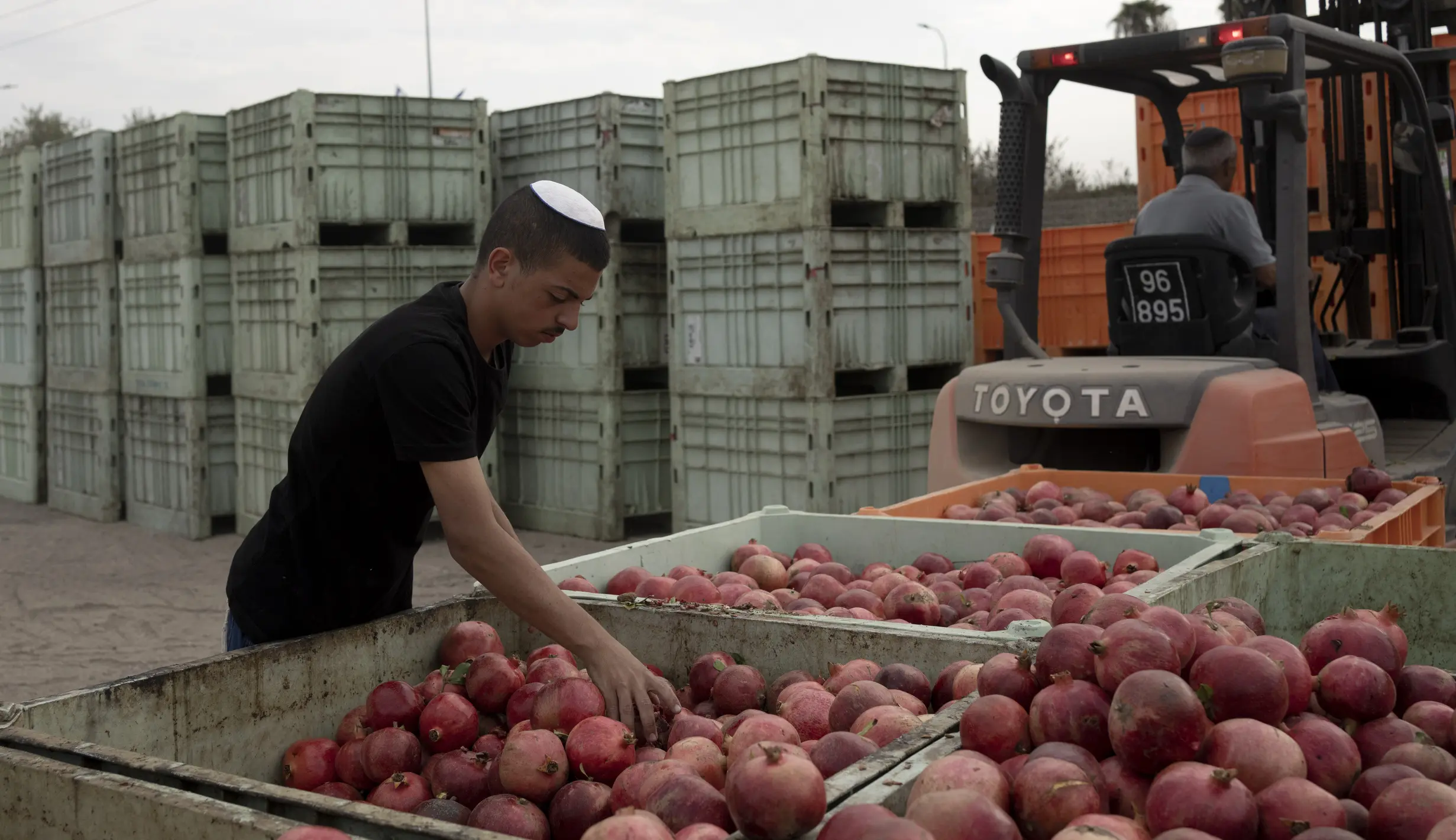 Perang Menjerumuskan Jantung Pertanian Israel ke Dalam Krisis - Foto ...