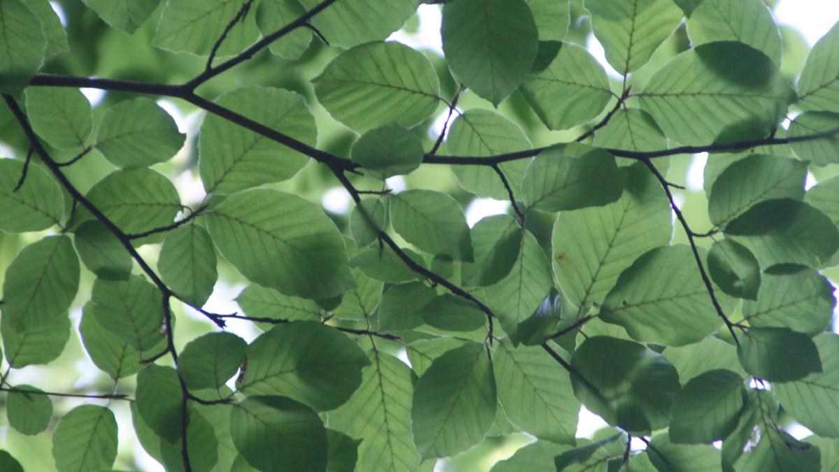 9 Manfaat Di Balik Daun Kelor untuk Kesehatan dan Kecantikan, Bisa ...