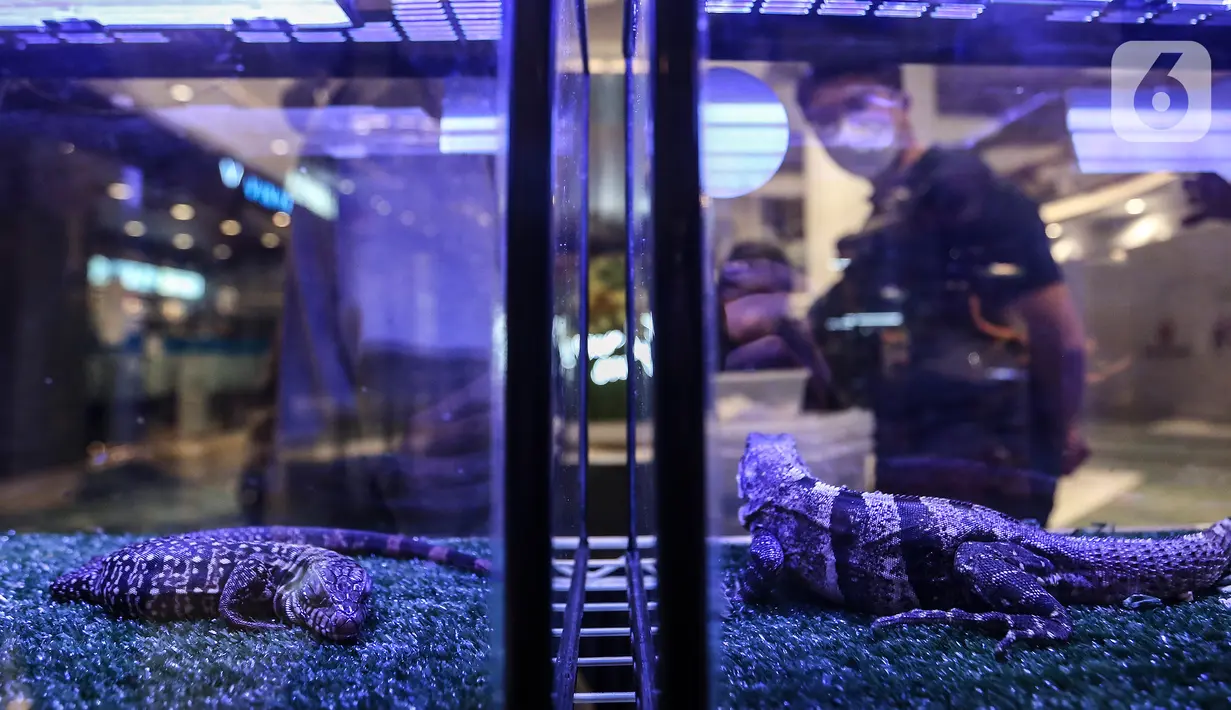 FOTO: Berkenalan dengan Aneka Reptil di Senayan Park - Foto Liputan6.com