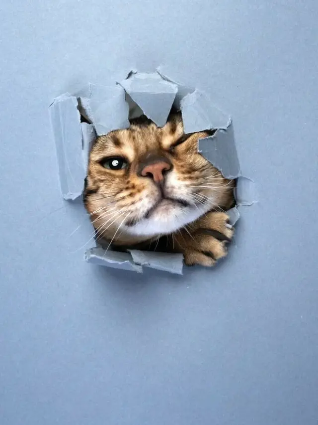 7 Foto Ekspresi Kucing Lubangi Kardus Ini Gemesin Banget, Tak Merasa ...