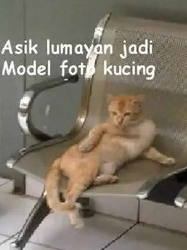 6 Potret Kucing Bergaya Seperti Model Ini Menggemaskan, Lucu Pol - Hot ...