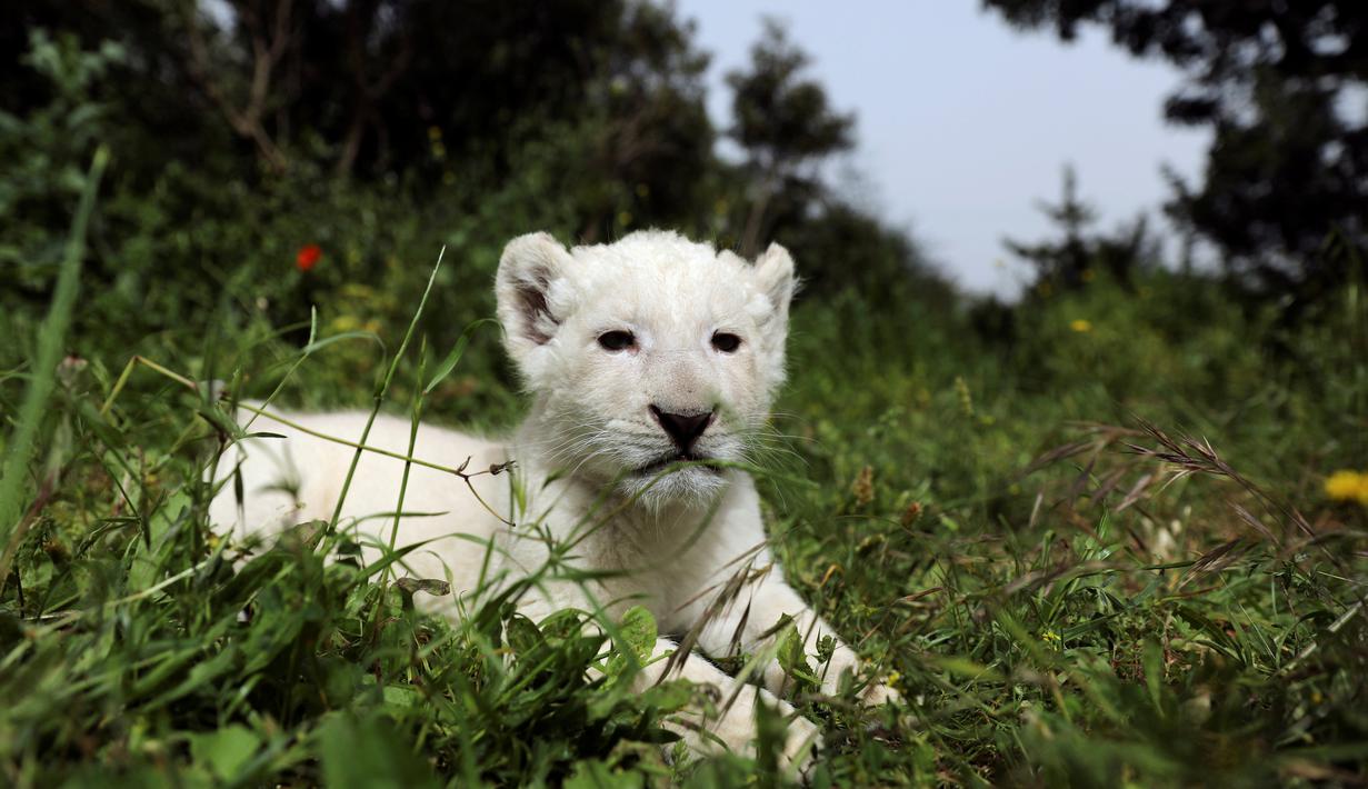FOTO: Lucunya Simba, Bayi Singa Putih Langka yang Lahir di Siprus ...
