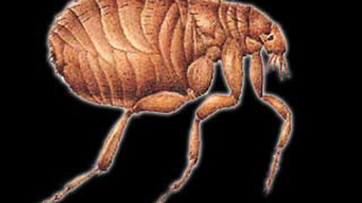 Kutu Kabur, Hewan pun Sehat - Health Liputan6.com