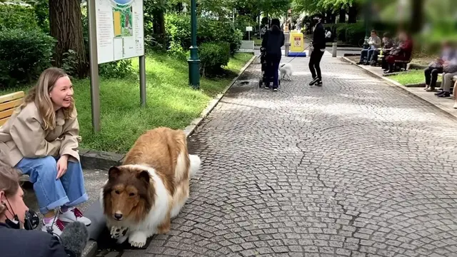 Viral Pria Jepang Habiskan Rp200 Juta untuk Menjadi Seekor Anjing Collie - Lifestyle Liputan6.com