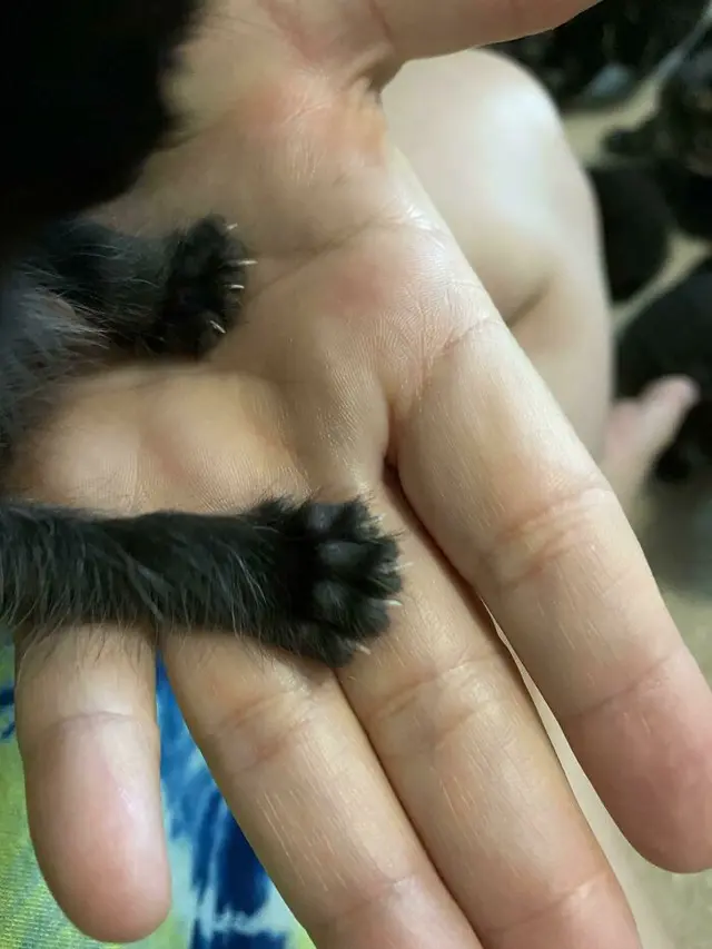 8 Potret Kucing dengan Cakar Tajamnya, Bikin Takut - Citizen6 Liputan6.com