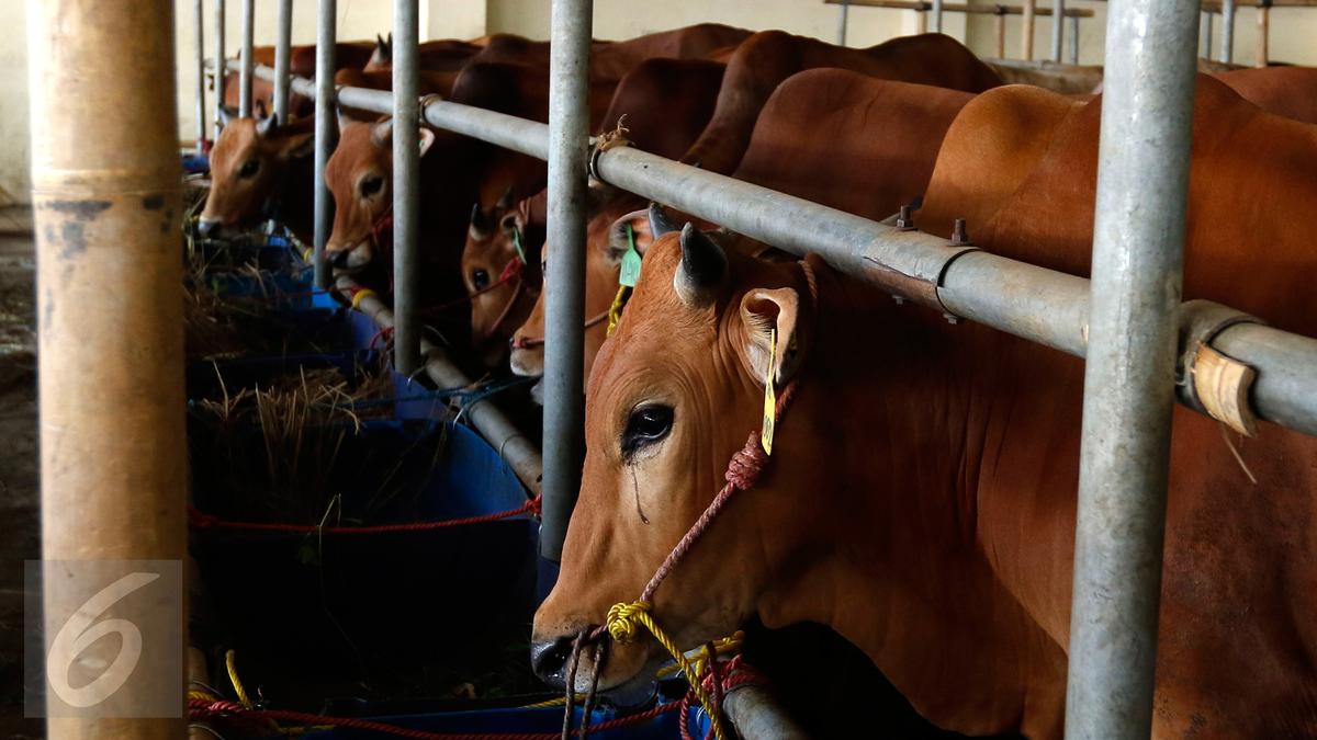 Menguntungkan, Banyak Orang Pilih Investasi Sapi - Bisnis Liputan6.com