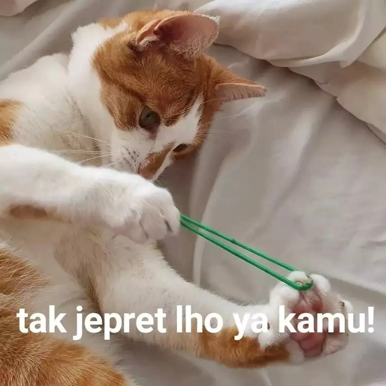 8 Potret Meme Kucing saat Emosi Ini Justru Bikin Gemas - Hot Liputan6.com