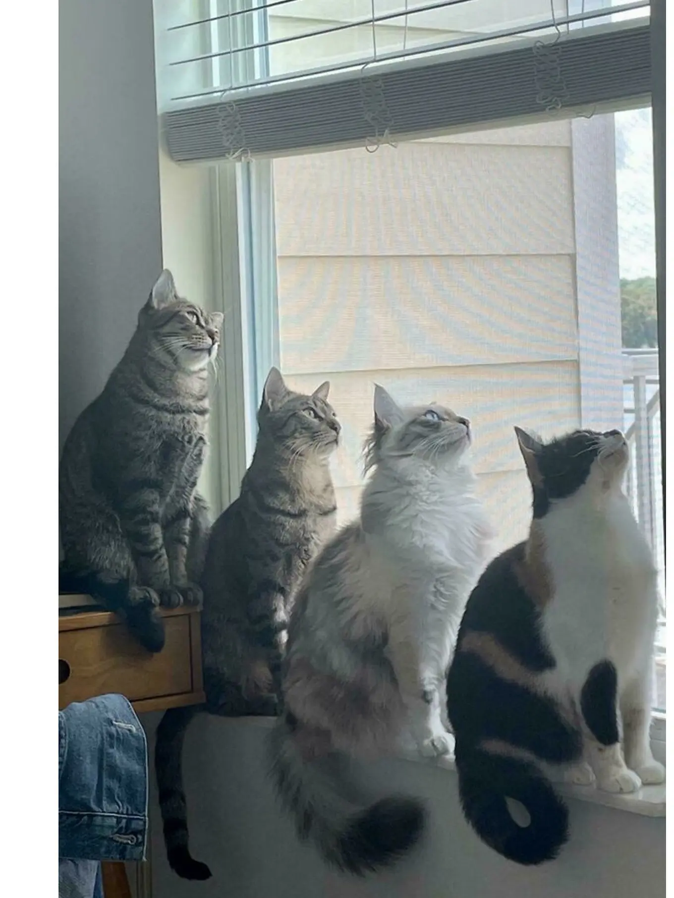 "Gemoy Banget! Ini 7 Gaya Kucing yang Bikin Hati Meleleh - Lifestyle ...