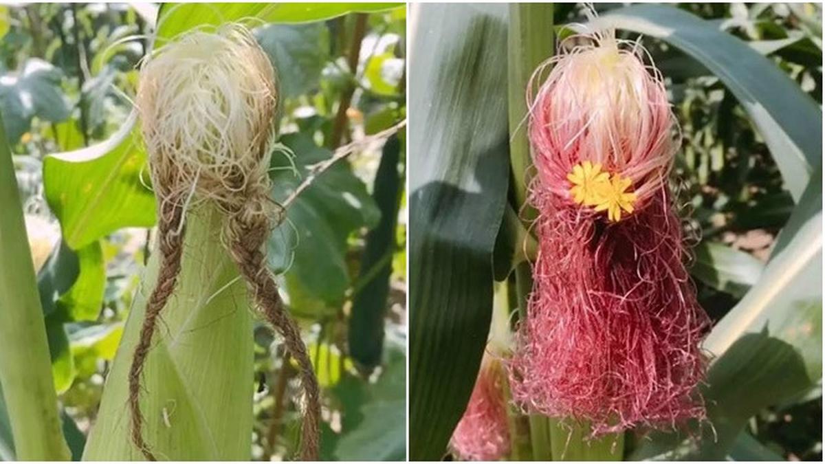 Ini Jadinya Kalau Rambut Jagung Ditata Layaknya Manusia, 6 Hasilnya ...