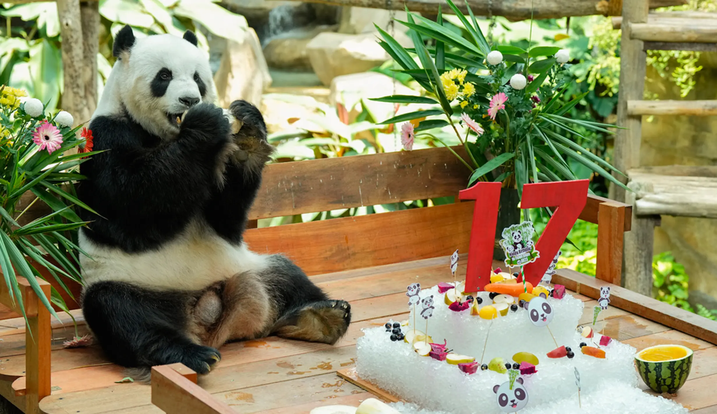 Panda Raksasa Xing Xing dan Liang Liang Rayakan HUT ke-17 di Kebun ...