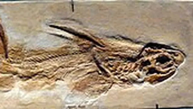 10 Hiu Prasejarah yang Luar Biasa, Bentuknya Sangat Aneh - Citizen6 ...