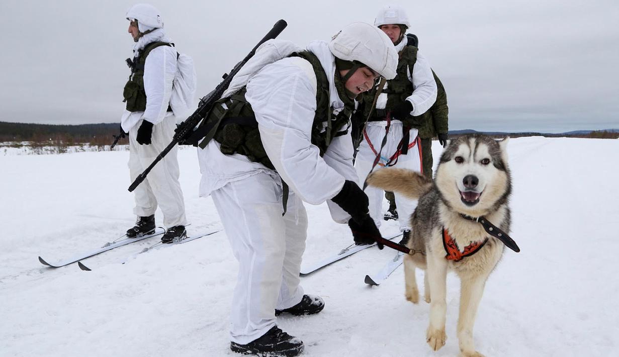 FOTO: Anjing Siberian Husky Perkuat Armada Utara Rusia - Foto Liputan6.com