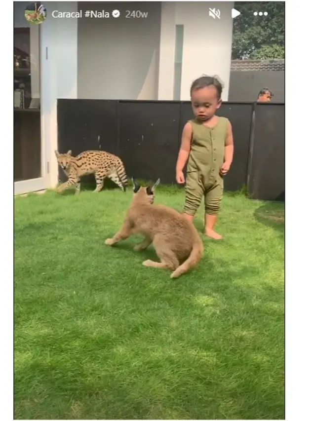 6 Potret Okin dan Kucingnya yang Kini Sedang Sakit, Dipelihara Sejak ...