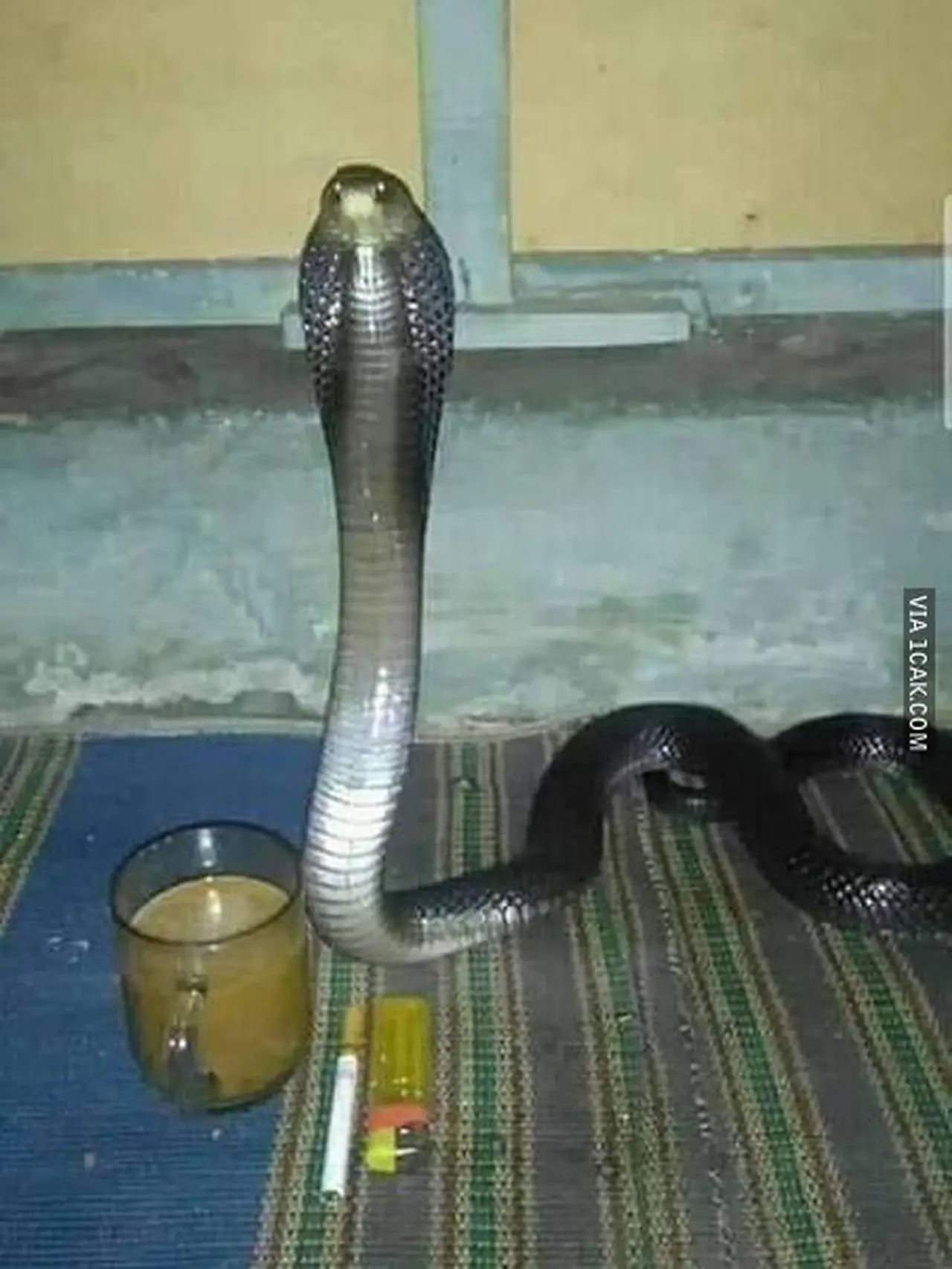 6 Momen Ular Bertingkah Bak Manusia, Nonton Anime Hingga Minum Kopi ...