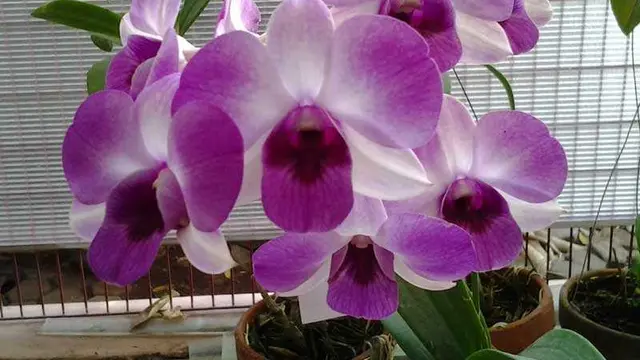 6 Cara Merawat Anggrek Bulan, Tanaman Hias Bernilai Ekonomi Tinggi ...