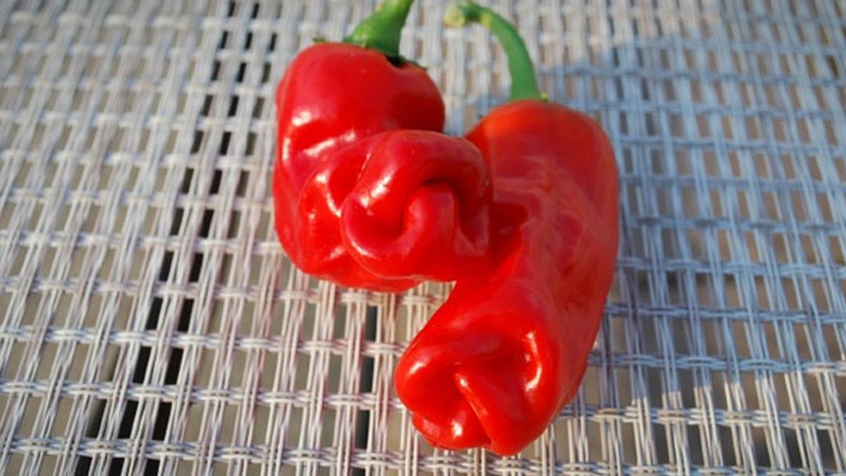 `Red Peter Pepper`, Cabai Rawit Berbentuk Mr.P - Health Liputan6.com